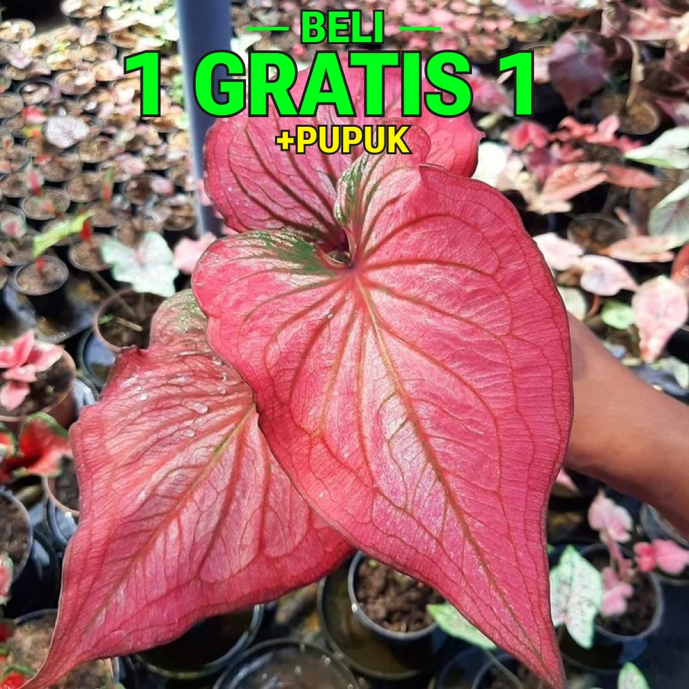 Jual Bunga Keladi inviniti ( Caladium invinity ) | Shopee Indonesia