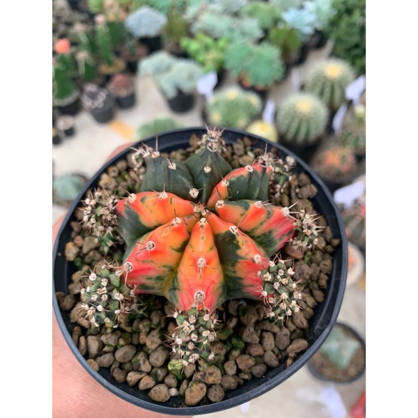 Jual kaktus gymno mihanovichii hybrid variegata (seedling) | Shopee ...