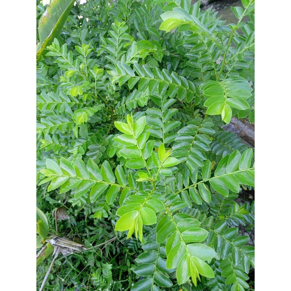 Jual tanaman herbal seligi / daun sligi / phyllanthus boxifolius ...
