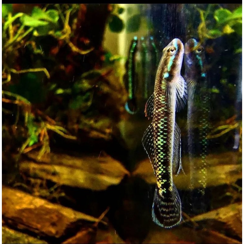 Jual blue neon goby / ikan goby air tawar / ikan hias | Shopee Indonesia