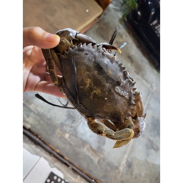 Jual KEPITING BAKAU MATI FROZEN 1KG ISI 4 SAMPAI 7 EKOR | Shopee Indonesia