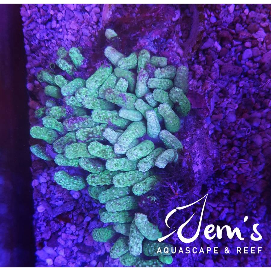 Jual Tanaman Refugium / Macro Algae Kapsul (Capsule-like Macro Algae ...