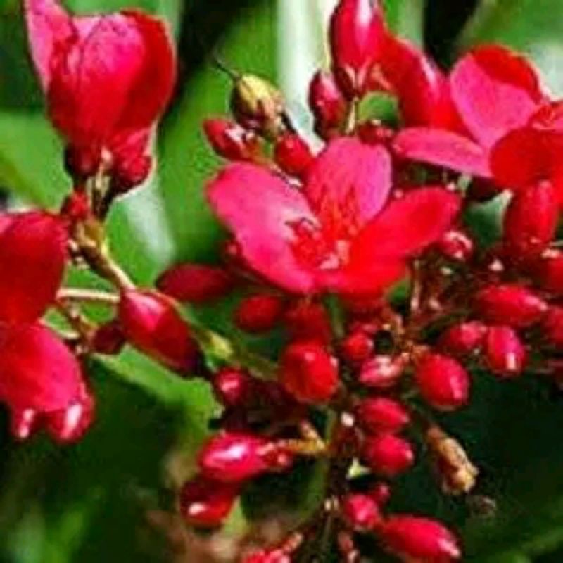 Jual Bunga Batavia Berbunga Sangat Bagus Untuk Tanaman Hias Dan Juga