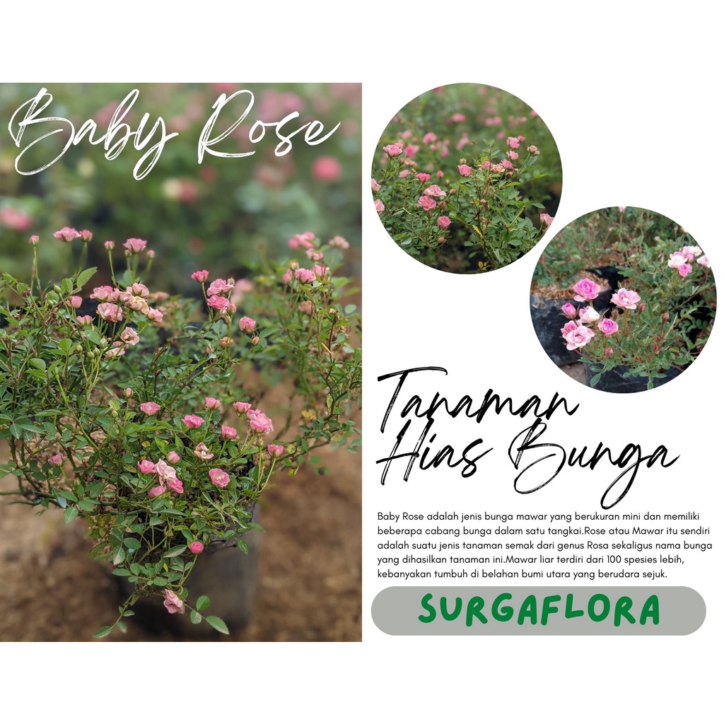 Jual tanaman hias hidup Bunga Mawar Baby Rose Pink - Mawar Baby Rose ... Jual tanaman hias hidup Bunga Mawar Baby Rose Pink - Mawar Baby Rose ...