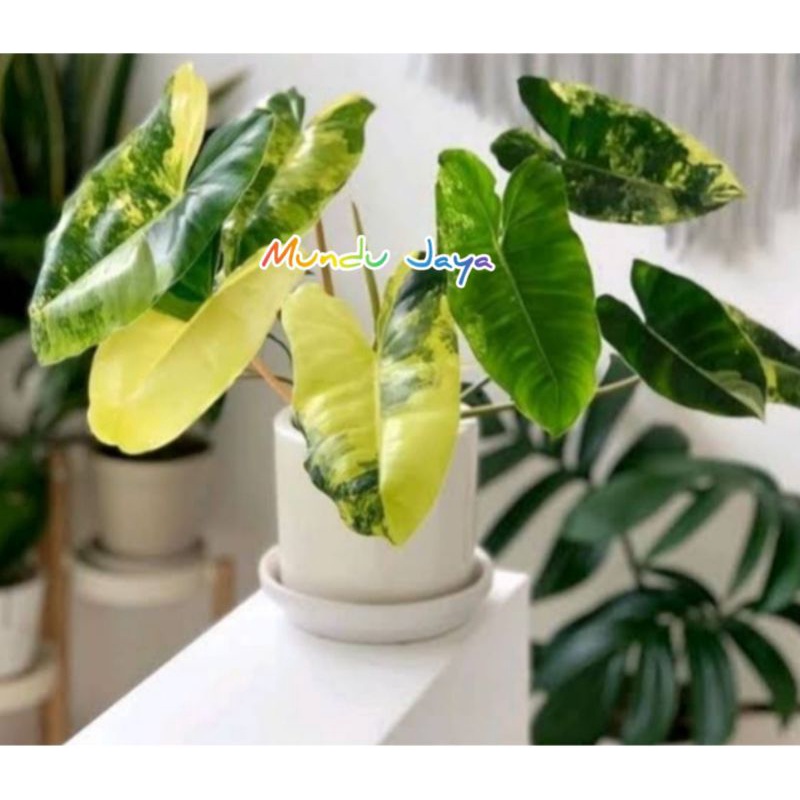 Jual Tanaman hias pillo dendron burlemax varigata/ pillodendro ...