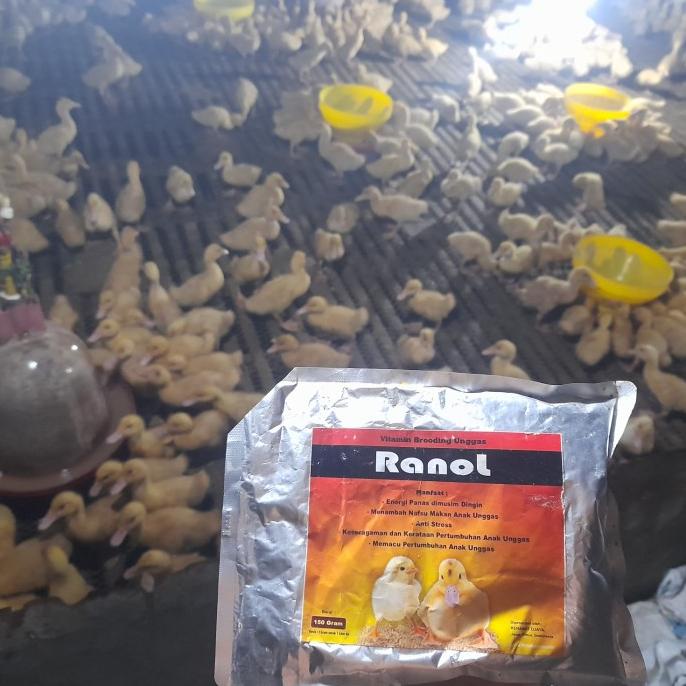 Jual Ranol - Vitamin Brooding Segala Unggas - Obat Brooding | Shopee ...