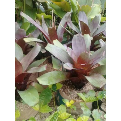 Jual tanaman hias bromelia giant size besar | Shopee Indonesia