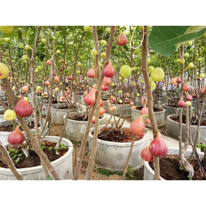 Jual KWALITAS TERBAIK Bibit buah tin jenis BLUE GIANT - fresh cangkok ... Jual KWALITAS TERBAIK Bibit buah tin jenis BLUE GIANT - fresh cangkok ...
