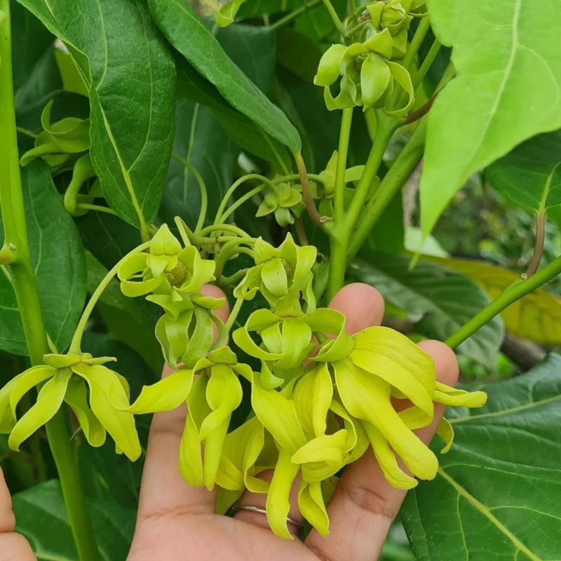 Jual Bibit Bunga Kenanga Sedling Siap Berbunga | Shopee Indonesia