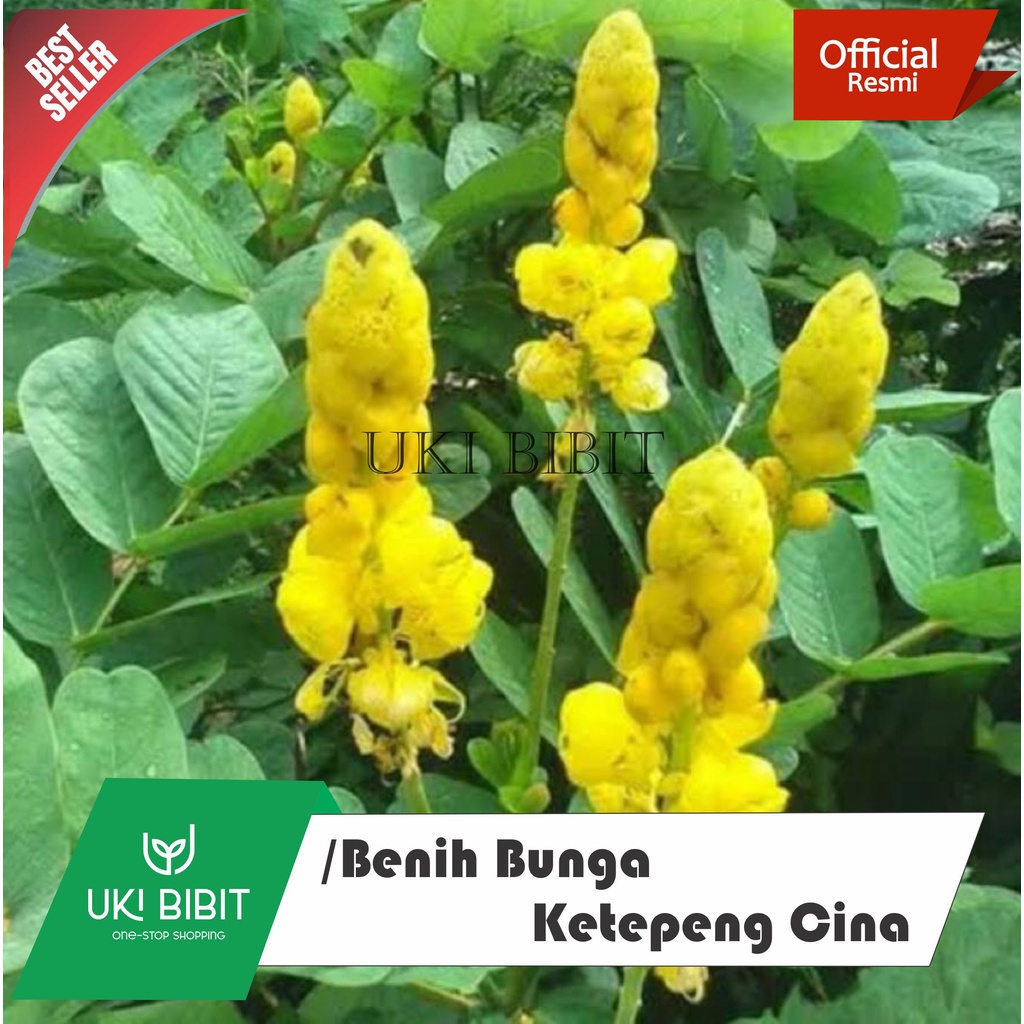 Jual ( 1 Kg ) Benih Bunga Ketepeng Cina ( Cassia alata L. ) | Shopee ...