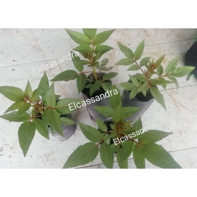 Jual Bibit Andaliman Pohon Andaliman Bibit Tuba Bibit Ittir ittir ...