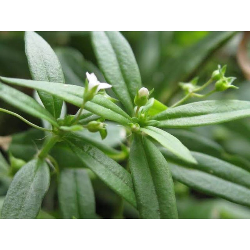 Jual Rumput mutiara daun mutiara segar tanaman herbal 250 gram | Shopee ...