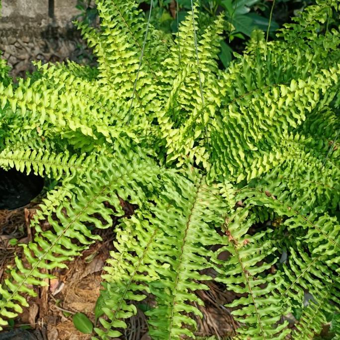 Jual Tanaman Hias Pakis Irian Keriting rimbun | Paku Irian | Curly ...