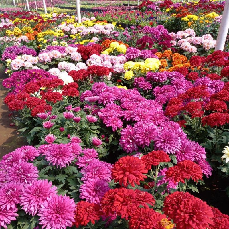 Jual Tanaman Bunga Krisan (Chrysanthemum) Berbunga Ecer / Tanaman Bunga ...