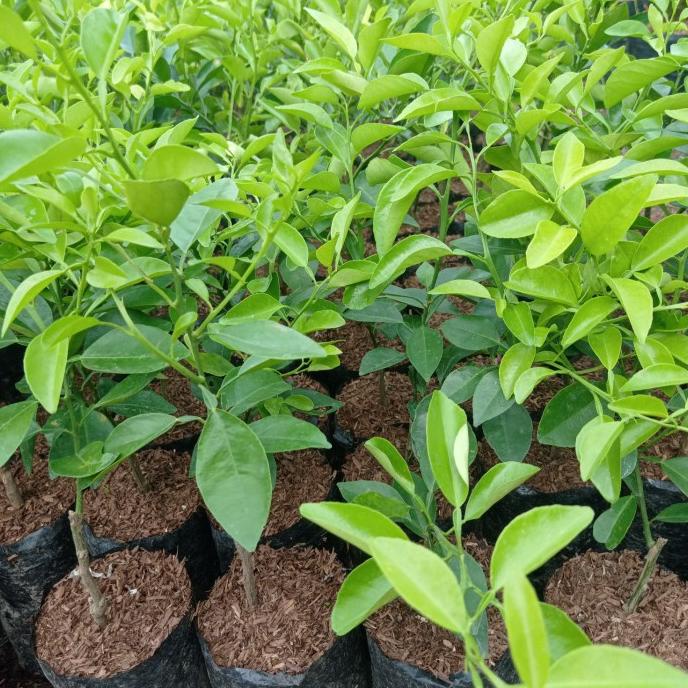 Jual joss Tanaman jeruk limo, bibit jeruk limo, pohon jeruk limo viral ...