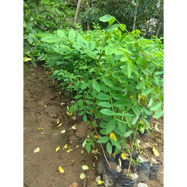 Jual BIBIT INDIGOFERA INDIGOFERA 30CM-50CM // PAKAN TERNAK | Shopee ...