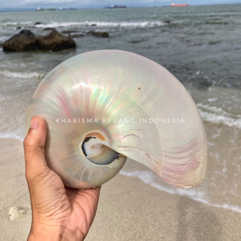 Jual Nautilus Shell White Pearl Cangkang Kerang by Kharisma Kerang ...