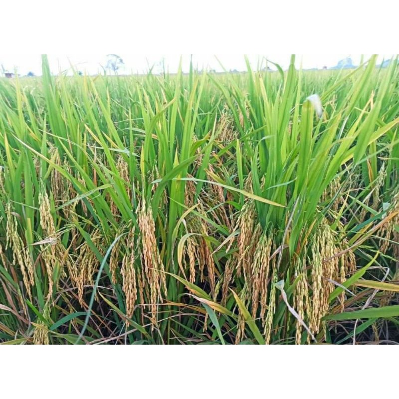 Jual Benih padi MR 323 5kg | Shopee Indonesia