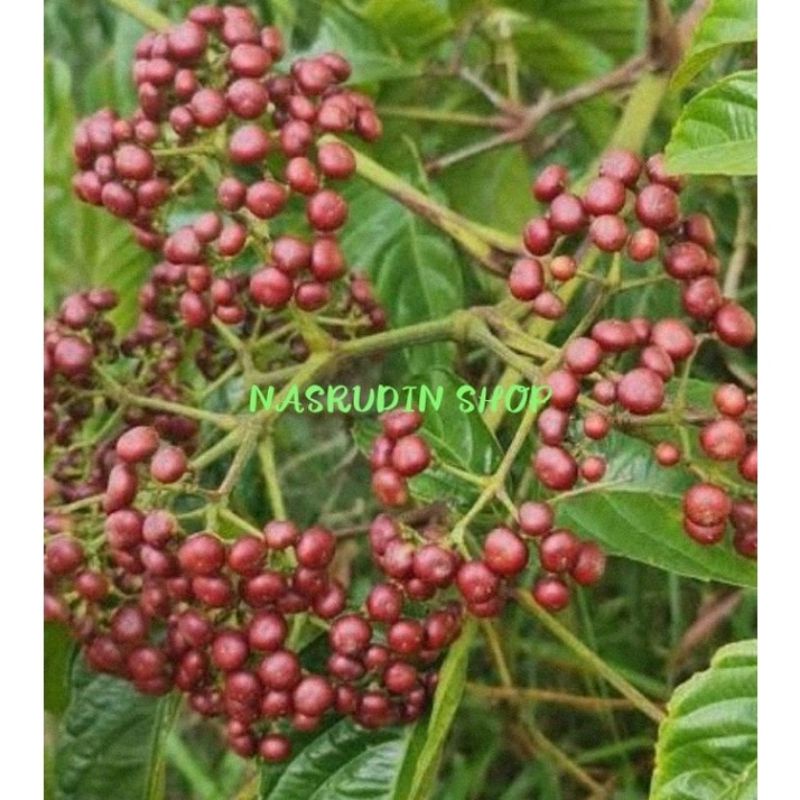 Jual BIBIT BUAH GIRANG GIRANG 50 BIJI | BIBIT GIRANG GIRANG | BIBIT ...