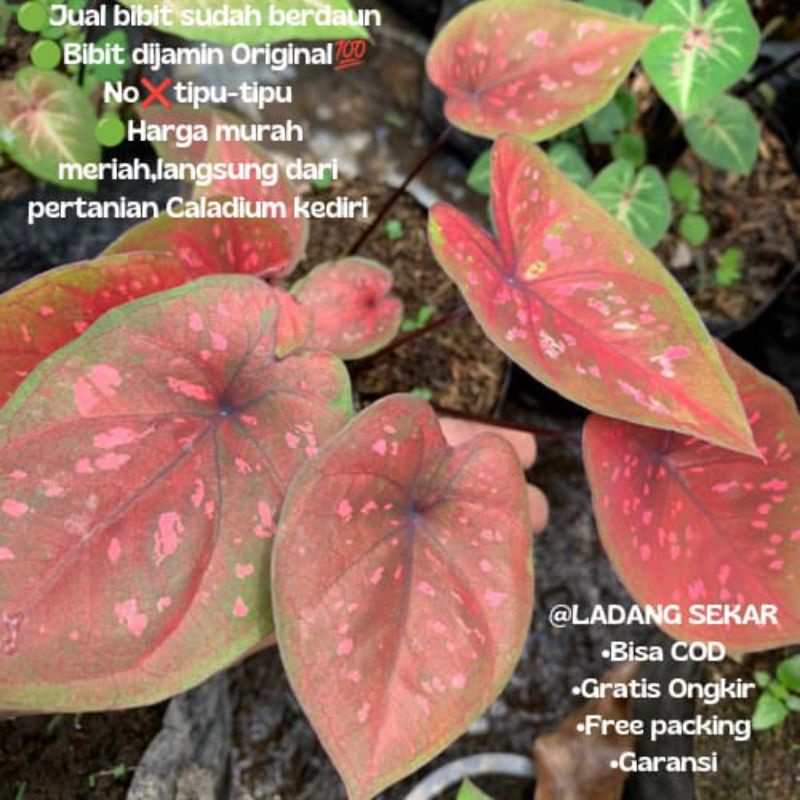Jual Bunga caladium hybrid 9 | Shopee Indonesia