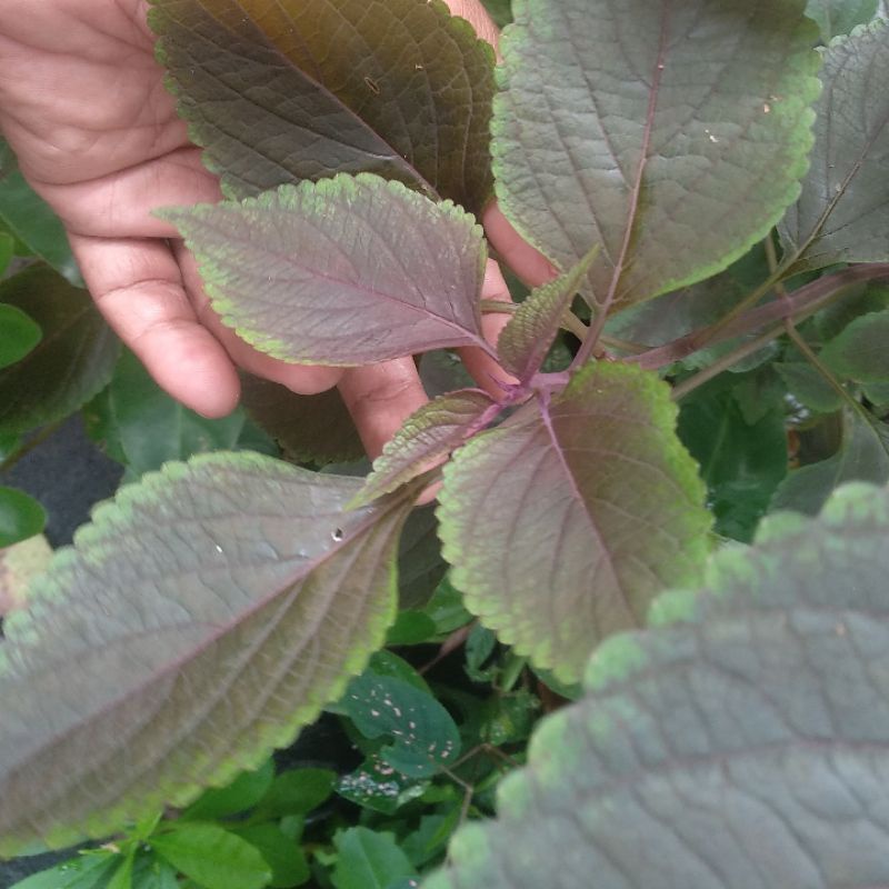 Jual stek tanaman herbal batak bangun bangun mera sudah berakar ...