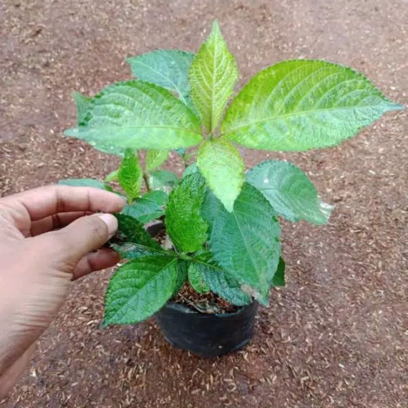 Jual Bibit tanaman keji beling / pohon kibeling / bibit pecah beling ...