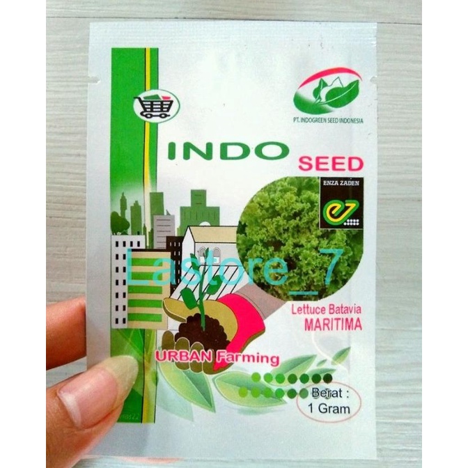 Jual benih selada maritima 1 gr indo seed indogreen seed | Shopee Indonesia