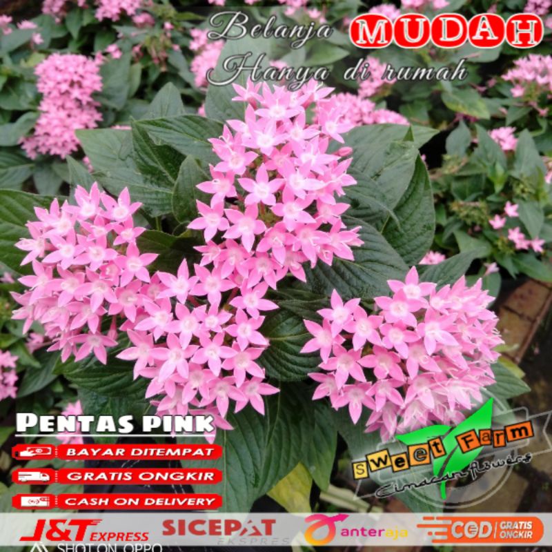 Jual Paket 4 Bunga PENTAS - Tanaman Hias Bunga Hidup , bisa pilih warna ...