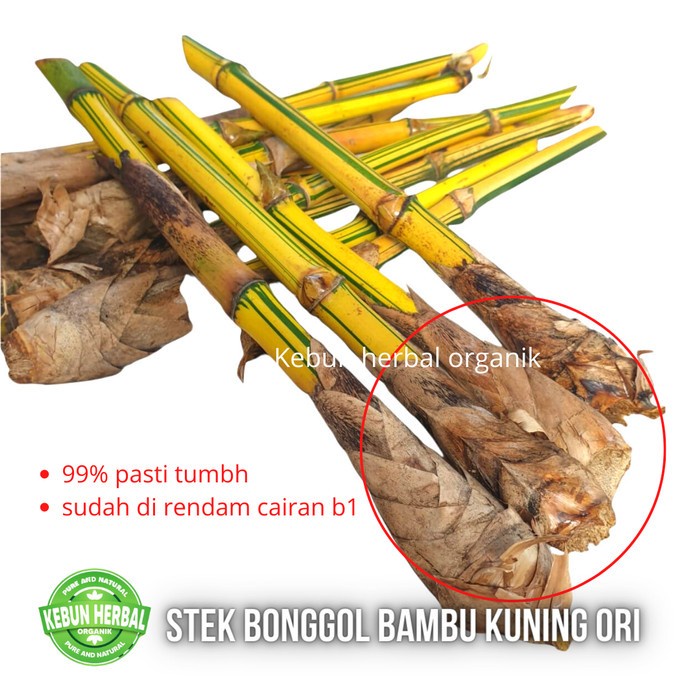 Jual 10 BIBIT BAMBU KUNING JENIS BESAR STEK BONGGOL 99% TUMBUH MURAH ...