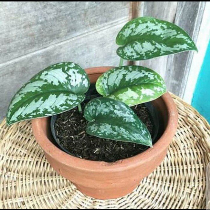 Jual Jual tanaman hias sri gading silver / tanaman sri gading silver ...