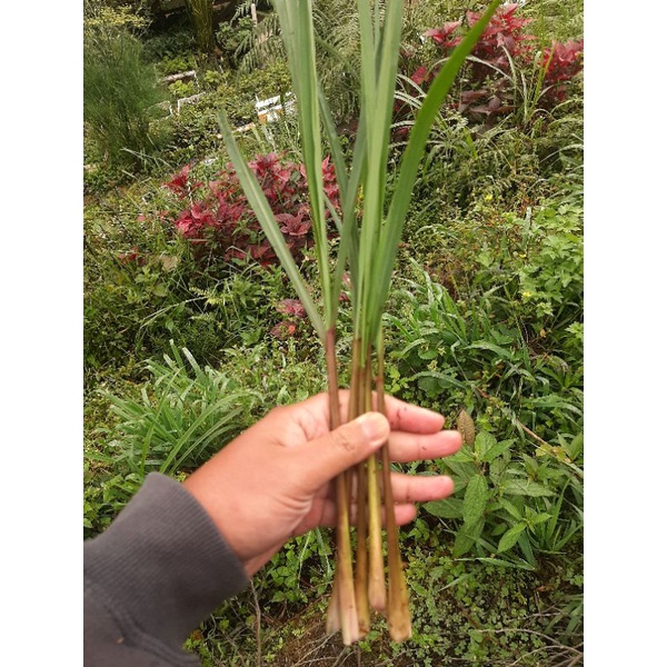 Jual Bibit Serai merah cabutan, Bibit Sereh Merah, Serai Merah cabutan ...
