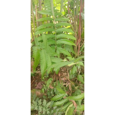 Jual pakis dan paku pakuan karpet/ pohon /pot /bunga / bonsai / tanaman ...