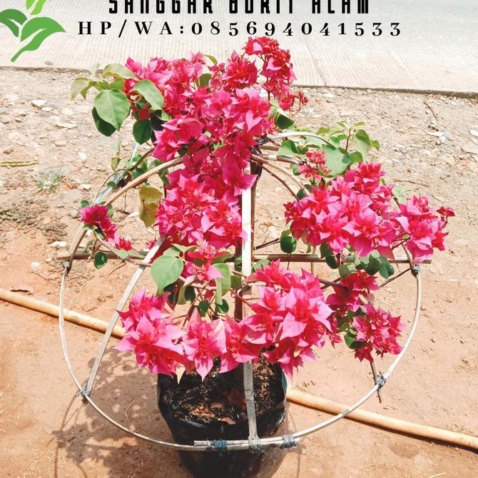 Jual tanaman hias Bougenville/bougainvillea/bunga kertas/bogenfil merah ...