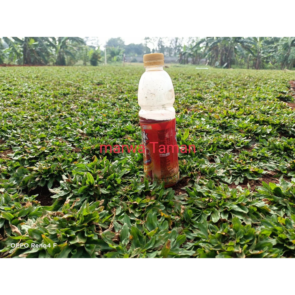 Jual Rumput Gajah Mini 1 Meter X 1 Meter Persegi Rumput Taman Rumput