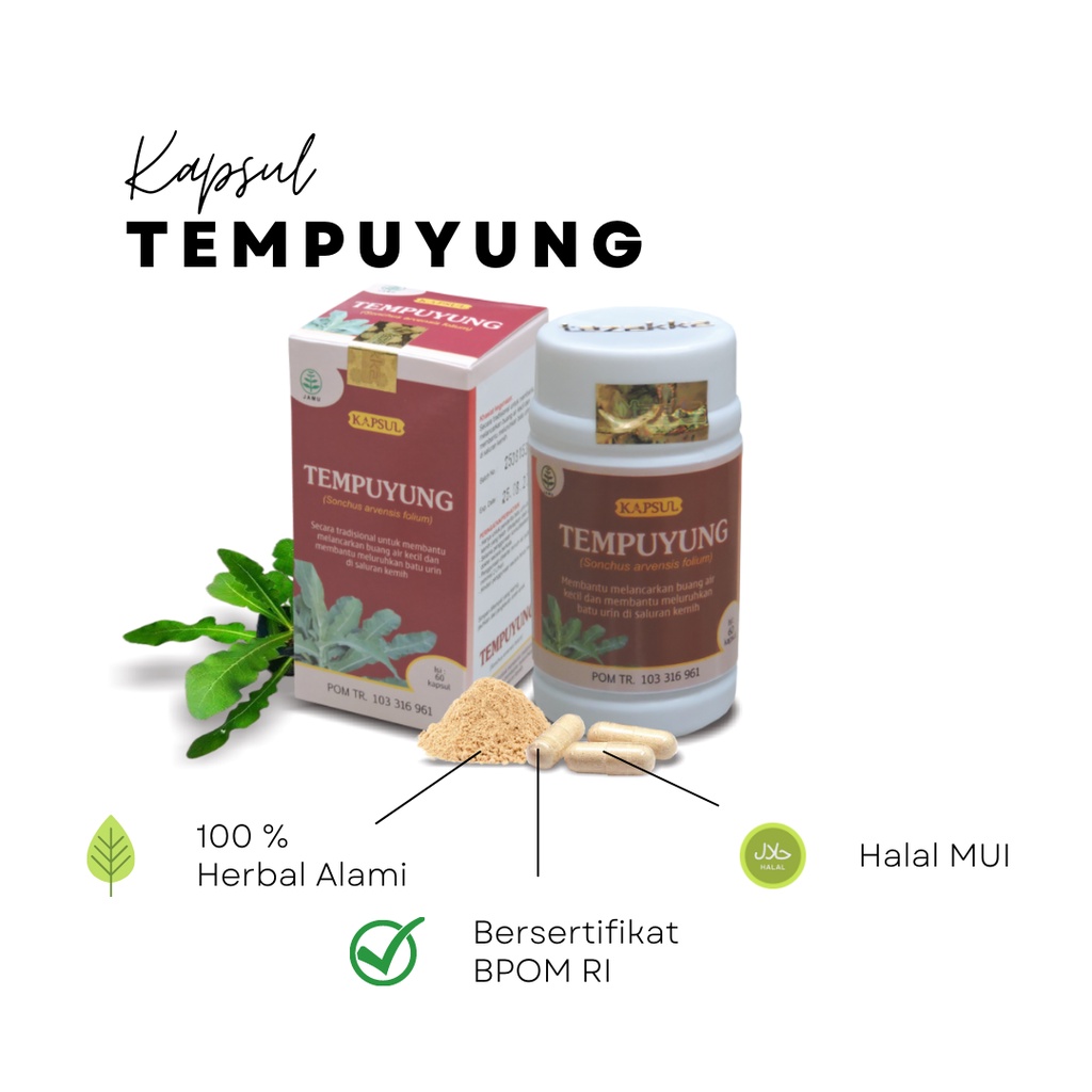 Jual Tazakka Kapsul Daun Tempuyung Kering Asli Original Halal BPOM Isi ...