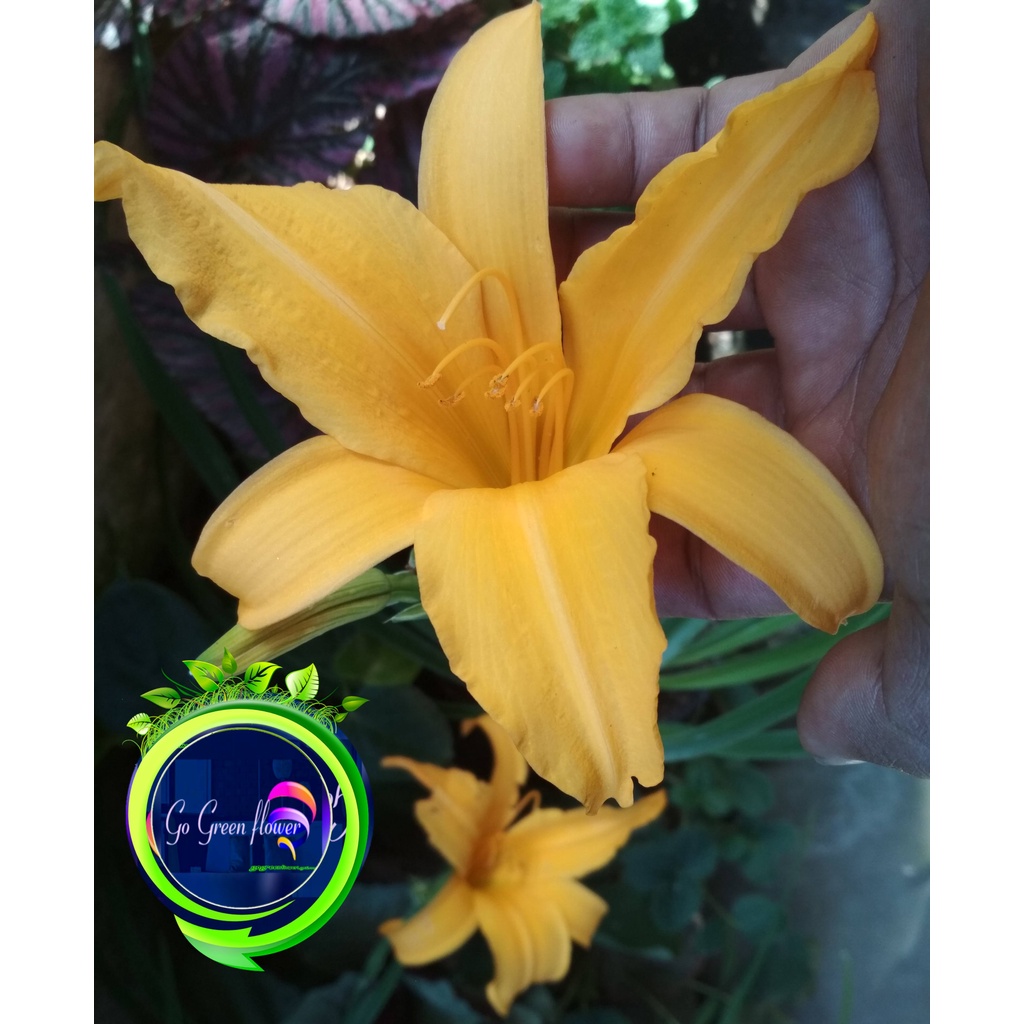 Jual LILY KUNING TANAMAN HIAS calla lili kuning leli tanaman herbal ...