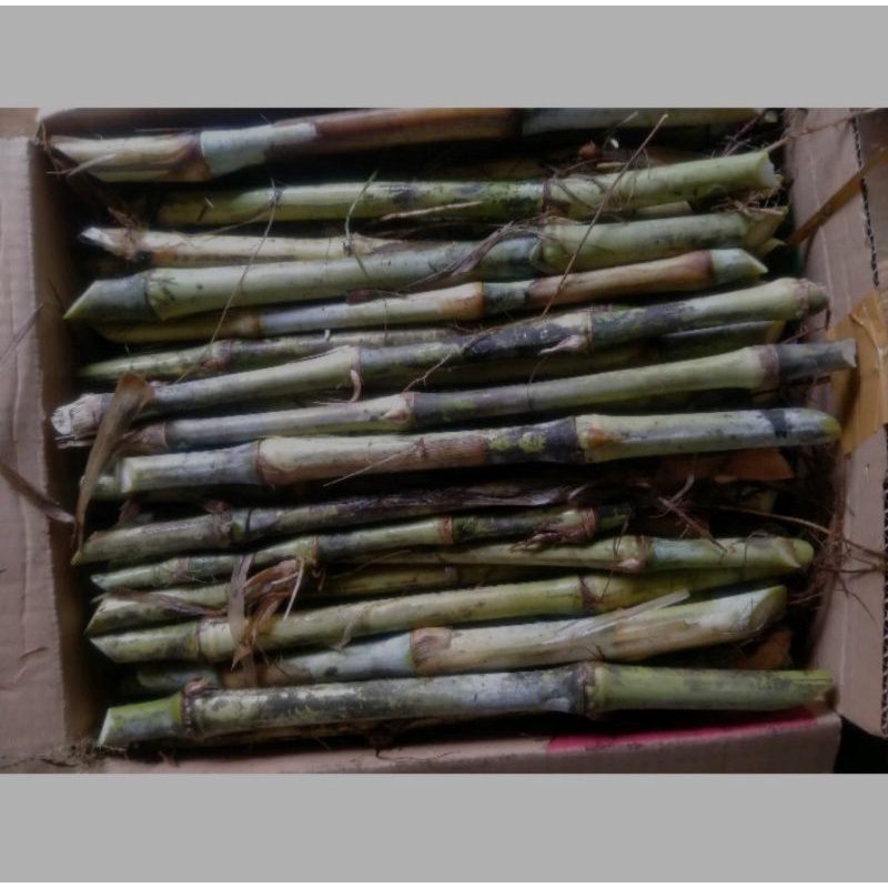 Jual Bibit rumput!Naiper pakcong rumput pakcong 30cm | Shopee Indonesia