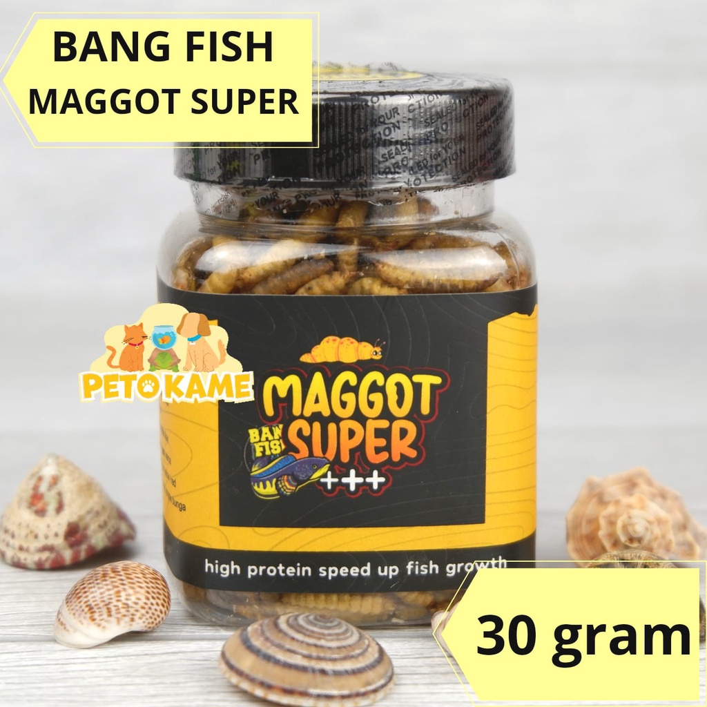 Jual Bang Fish Maggot Super ++ Bangfish | Pakan Ikan Channa dan ...