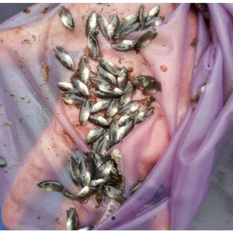 Jual paketan 50 ekor bibit gurame ukuran kuaci | Shopee Indonesia