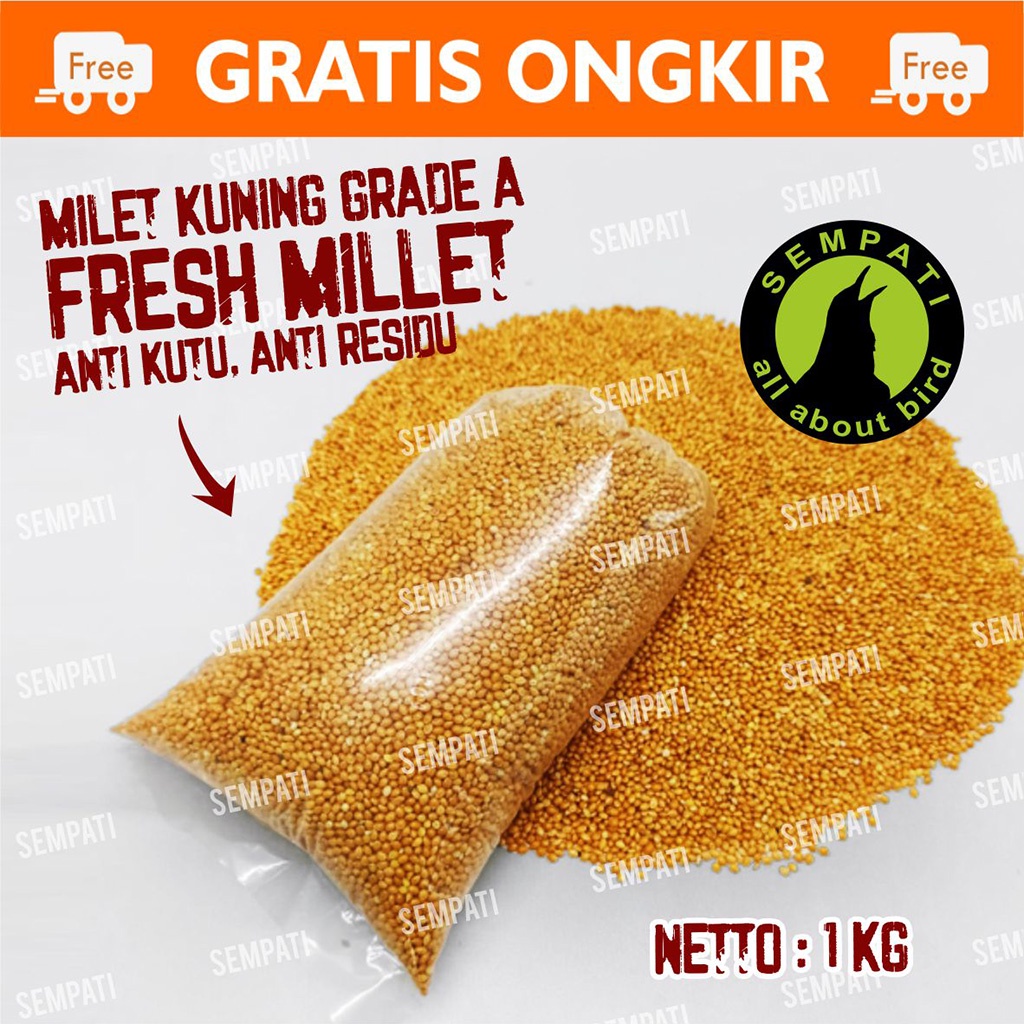 Jual MILET KUNING MILET CREAM CREM SHORTIRAN IMPORT GRADE A SEMPATI 1 ...