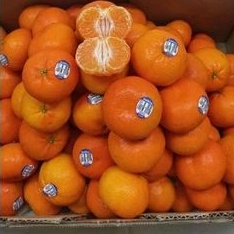 Jual JERUK MANDARIN SWEET WOKAM / WOGAN 500 GRAM - 1 KG | Shopee Indonesia