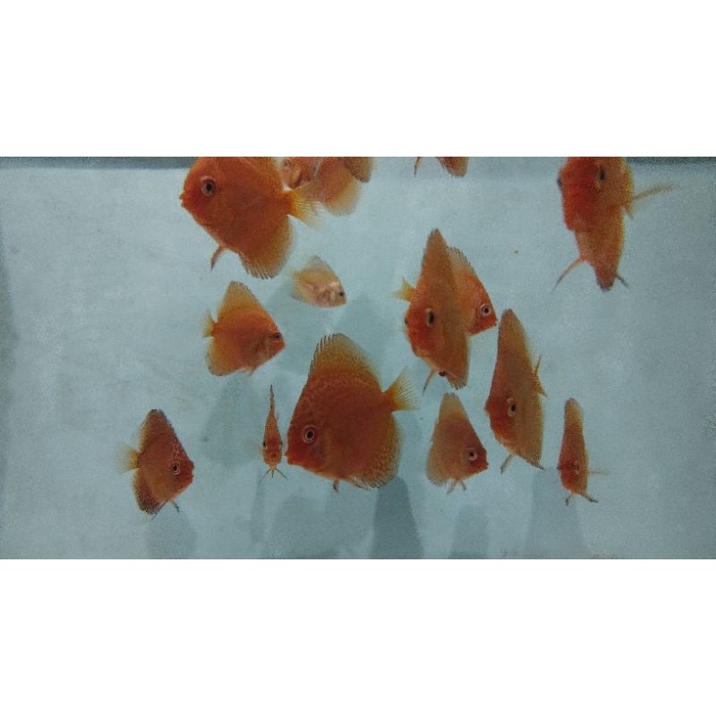 Jual Discus Mozaik 1.5 inchi | Shopee Indonesia