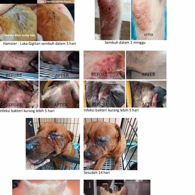 Jual bioion pets pounce spray 500ml disinfectan odor fungal scabies ...