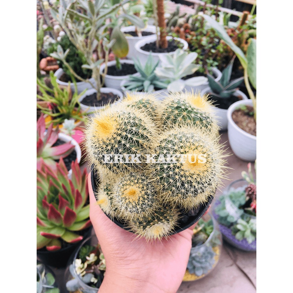 Jual Kaktus Lenning Ownroot Cluster - Bonus Pot | Shopee Indonesia