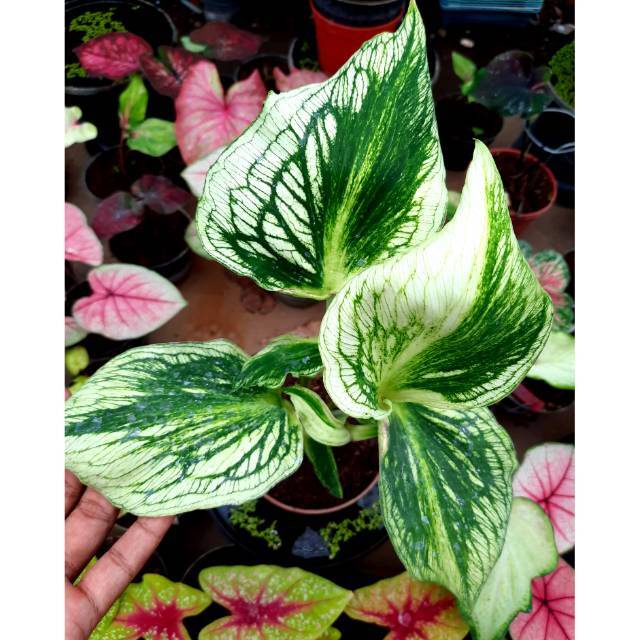 Jual Menerima Pesanan Via COD Maupun Transfer Via Bank/Tanaman Caladium ...