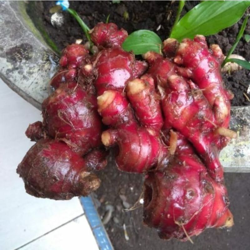 Jual JAHE MERAH SEGAR 1 KG / REMPAH REMPAH / EMPON EMPON | Shopee Indonesia Jual JAHE MERAH SEGAR 1 KG / REMPAH REMPAH / EMPON EMPON | Shopee Indonesia