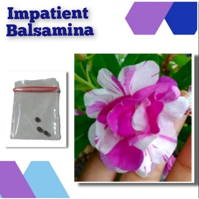 Jual Benih Bunga Pacar Air Gradasi Ungu Putih Balsamina Flower Bunga ...