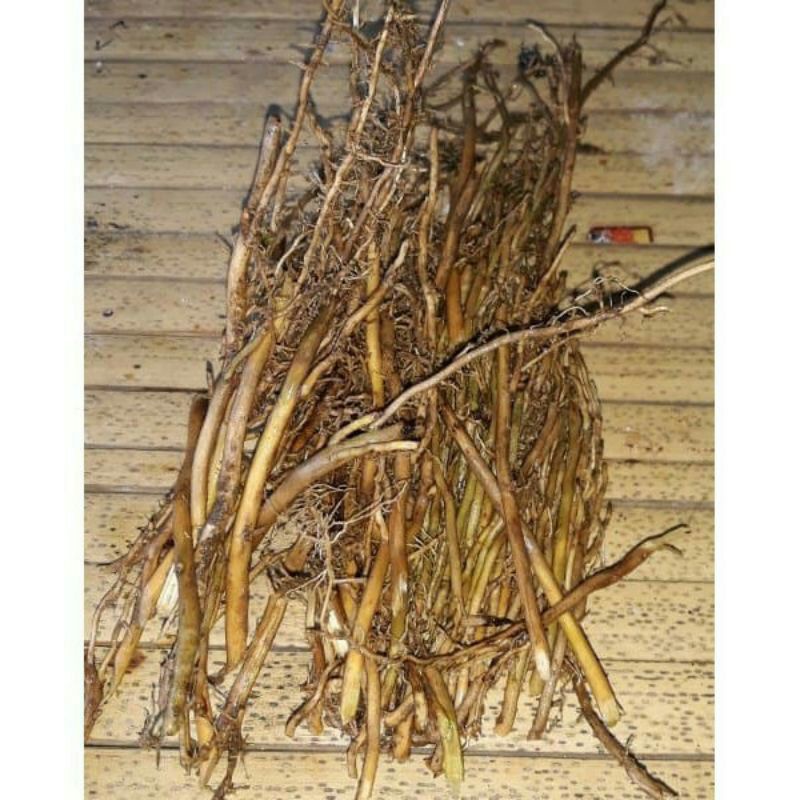 Jual akar bambu kuning segar 200gr | Shopee Indonesia