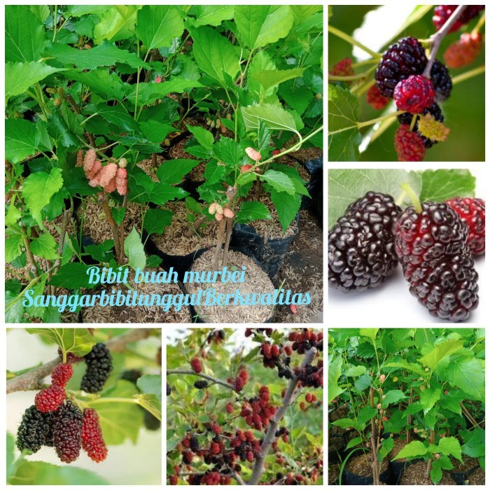 Jual Bibit Tanaman Buah Murbei Pohon Murbei Bibit Arbei Bibit Murbei ...