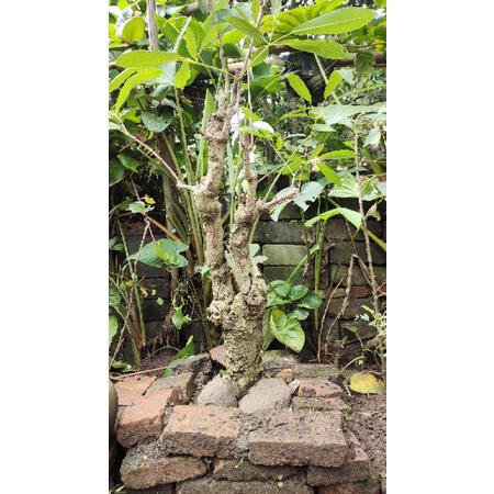 Jual POHON PERINDANG TABEBUYA BUNGA KUNING BESAR | Shopee Indonesia